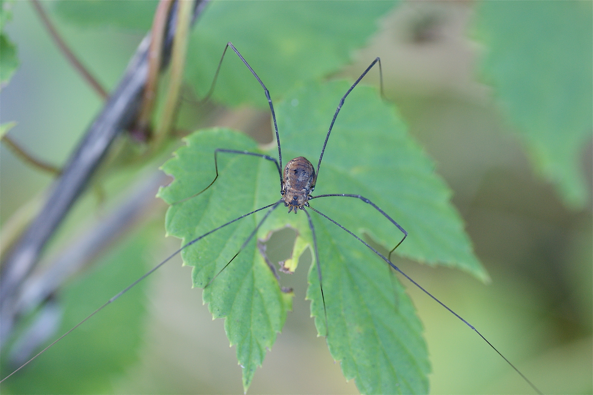 Le faucheur arrondi - Quel est cet animal