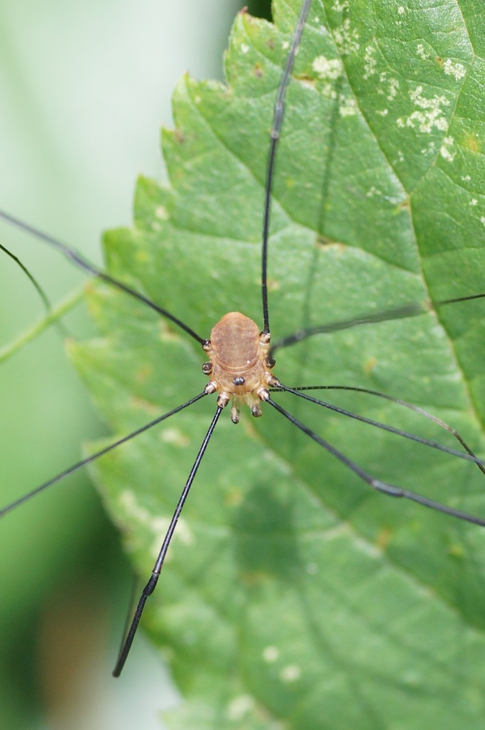Le faucheur arrondi - Quel est cet animal