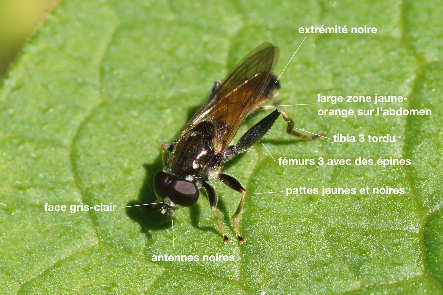 mouche jaune et noire Archives - Quel est cet animal