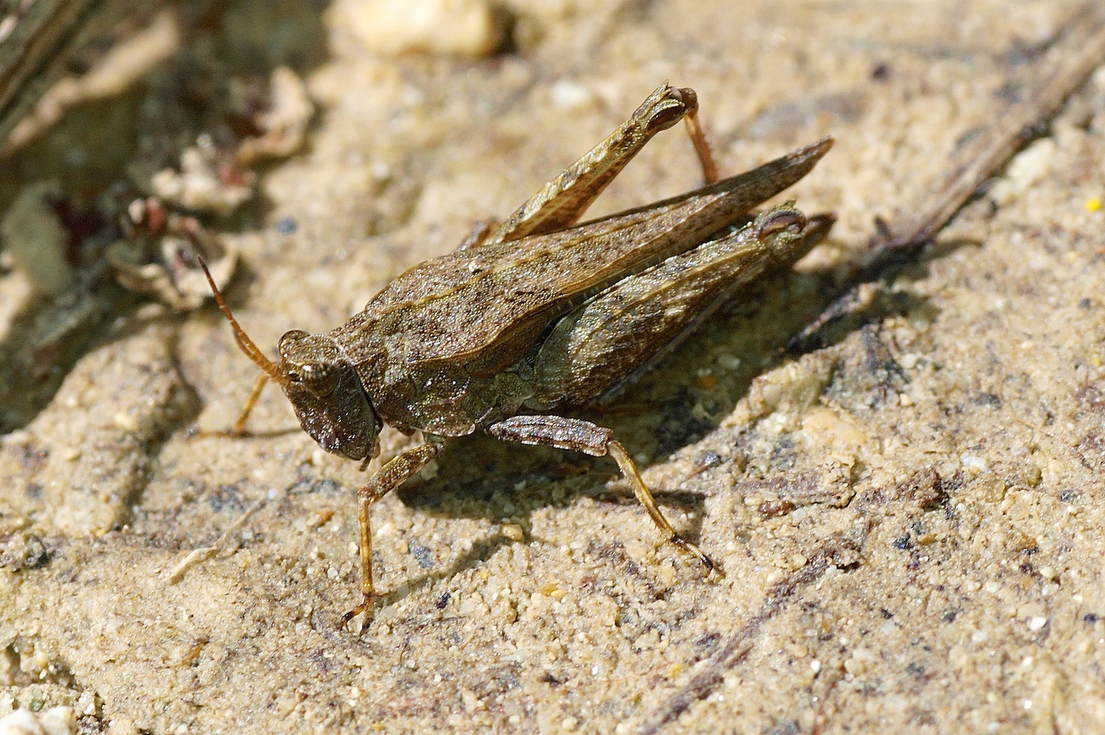 Le tétrix riverain - Quel est cet animal
