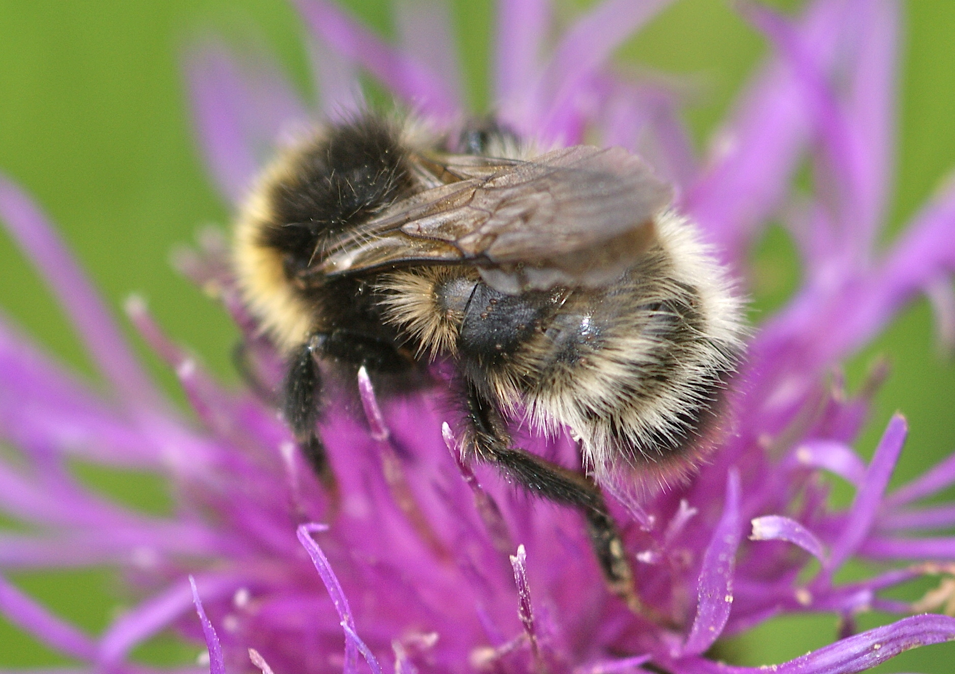 Le bourdon parasite du bourdon des près - Quel est cet animal