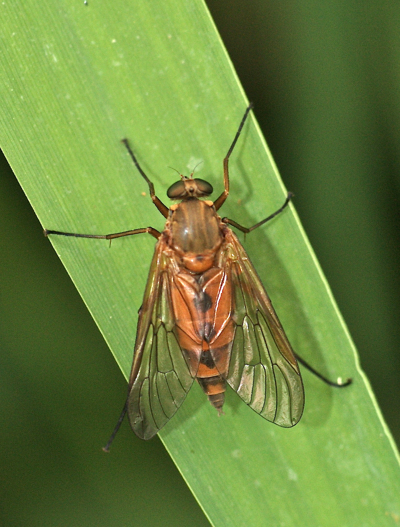 Les insectes à l'abdomen jaune et noir - Quel est cet animal