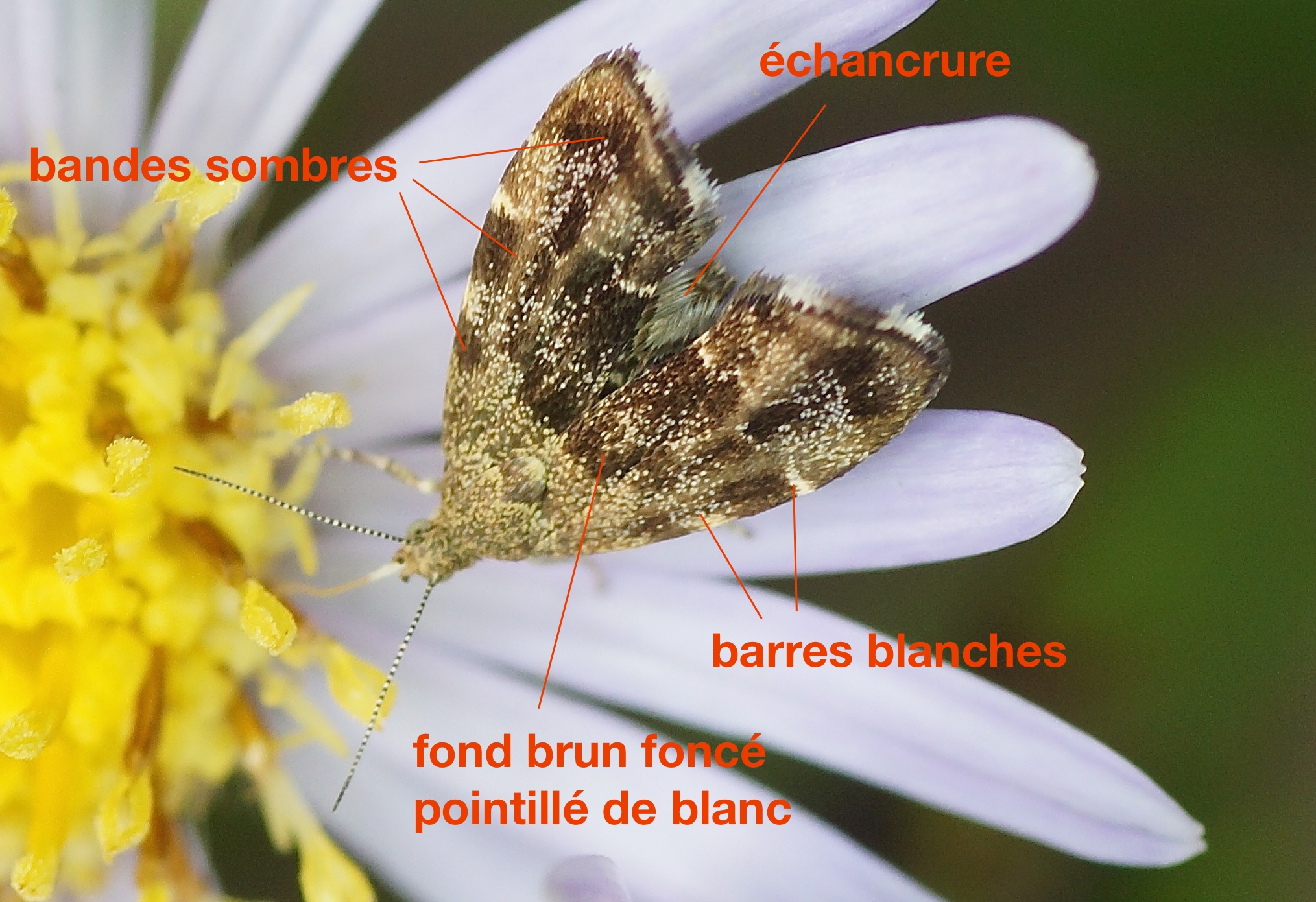 L'anthophile - Quel est cet animal