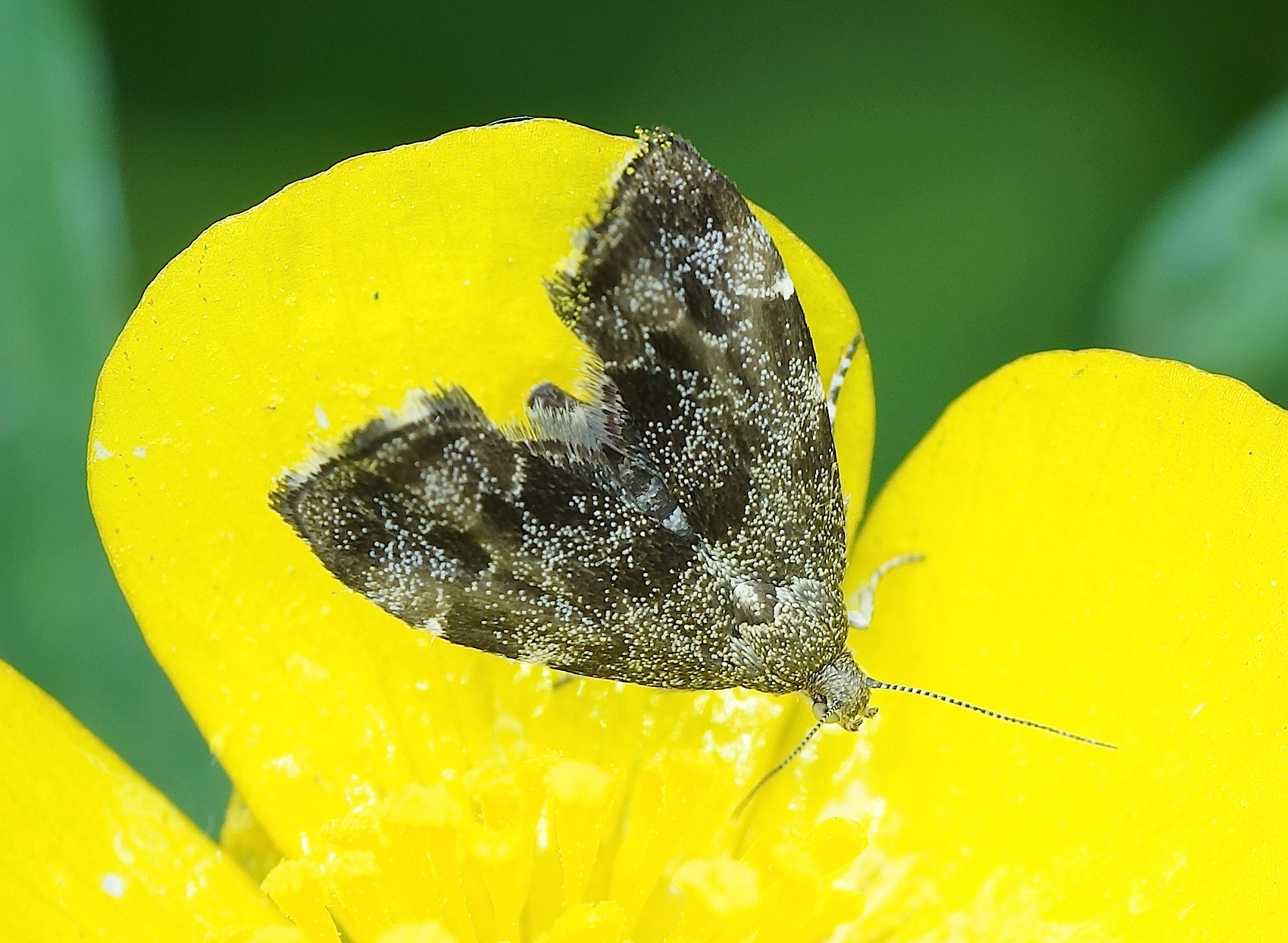 L'anthophile - Quel est cet animal