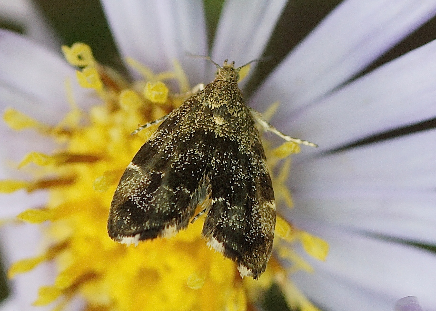 L'anthophile - Quel est cet animal