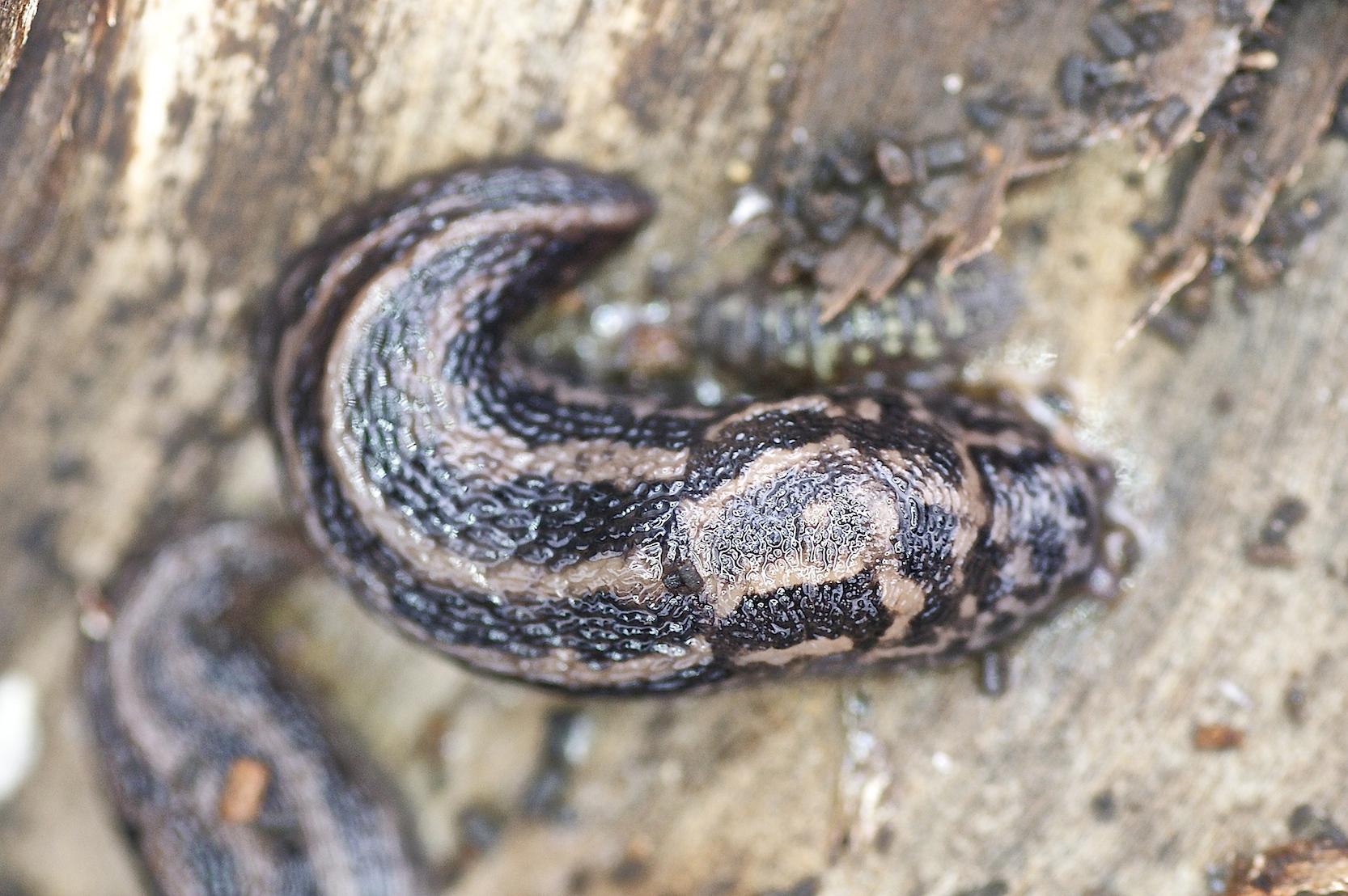 La limace léopard - Quel est cet animal