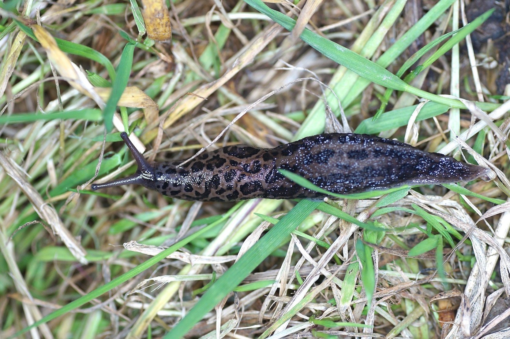 La limace léopard - Quel est cet animal