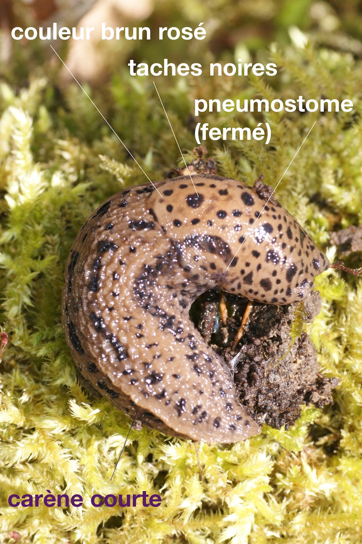 La limace léopard - Quel est cet animal