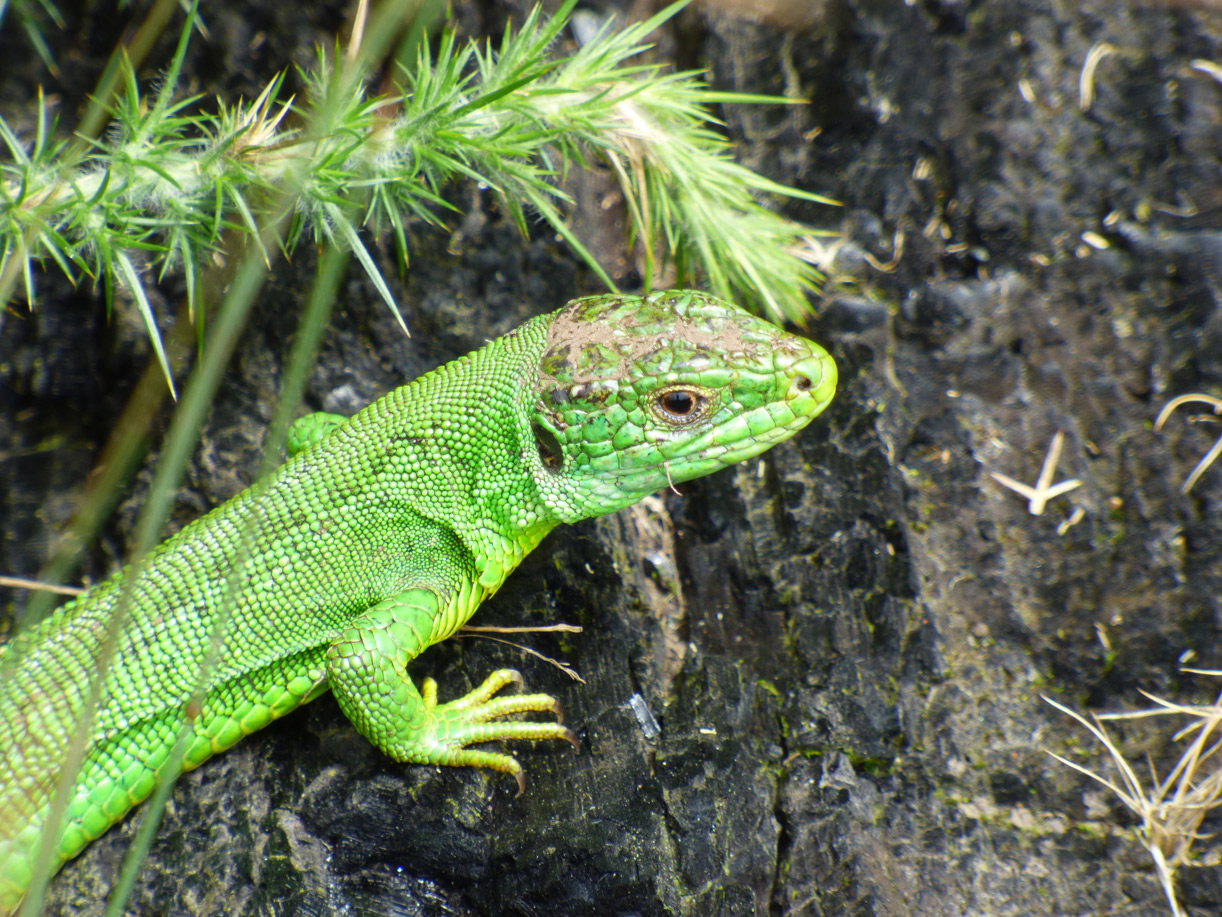 Le lézard vert occidental - Quel est cet animal