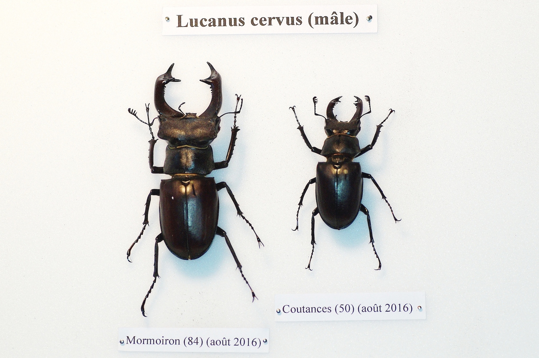 Le lucane cerf-volant - Quel est cet animal