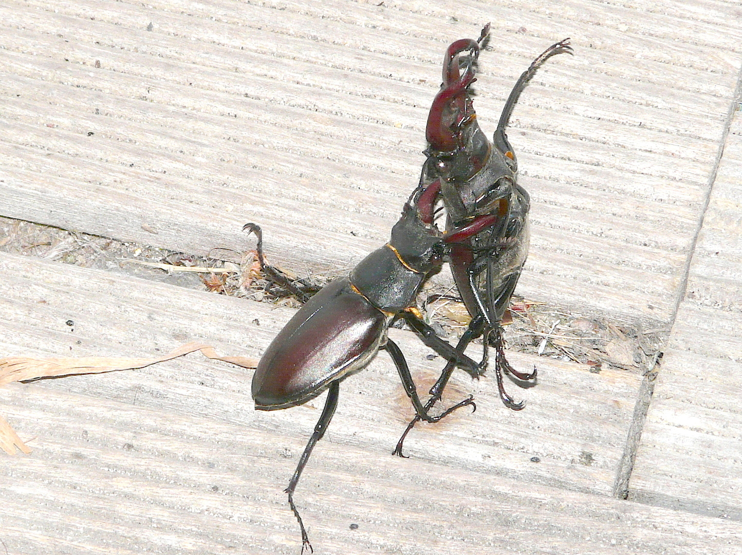 Le lucane cerf-volant - Quel est cet animal