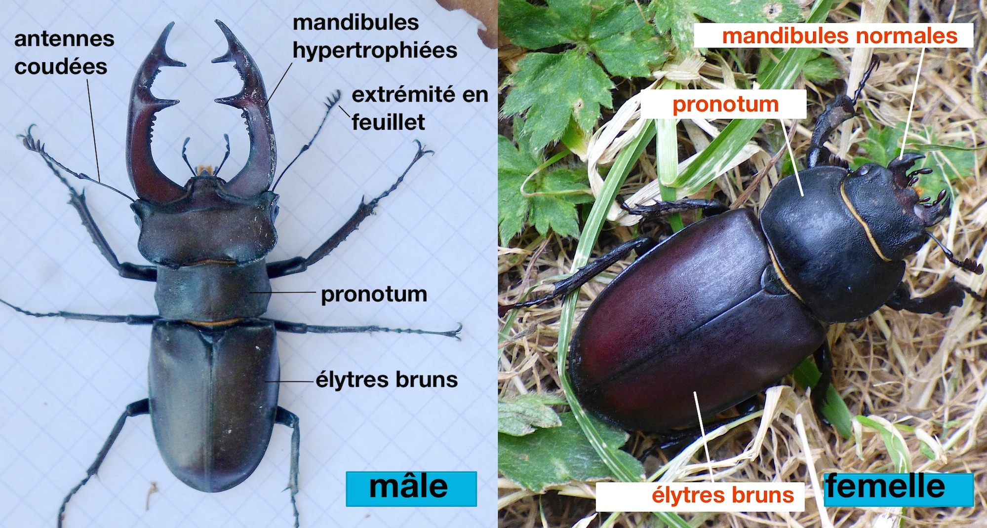 Le lucane cerf-volant - Quel est cet animal