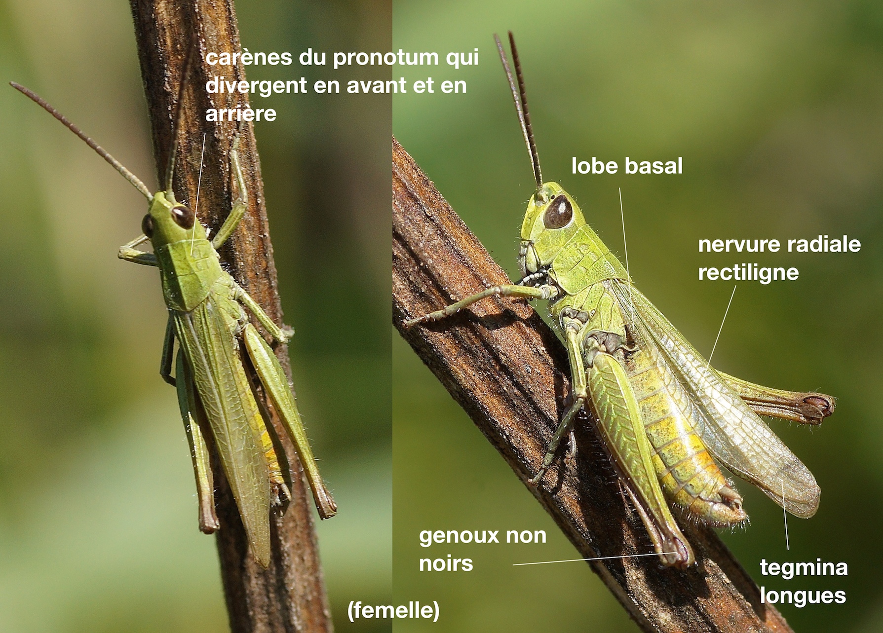 criquet vert Archives - Quel est cet animal
