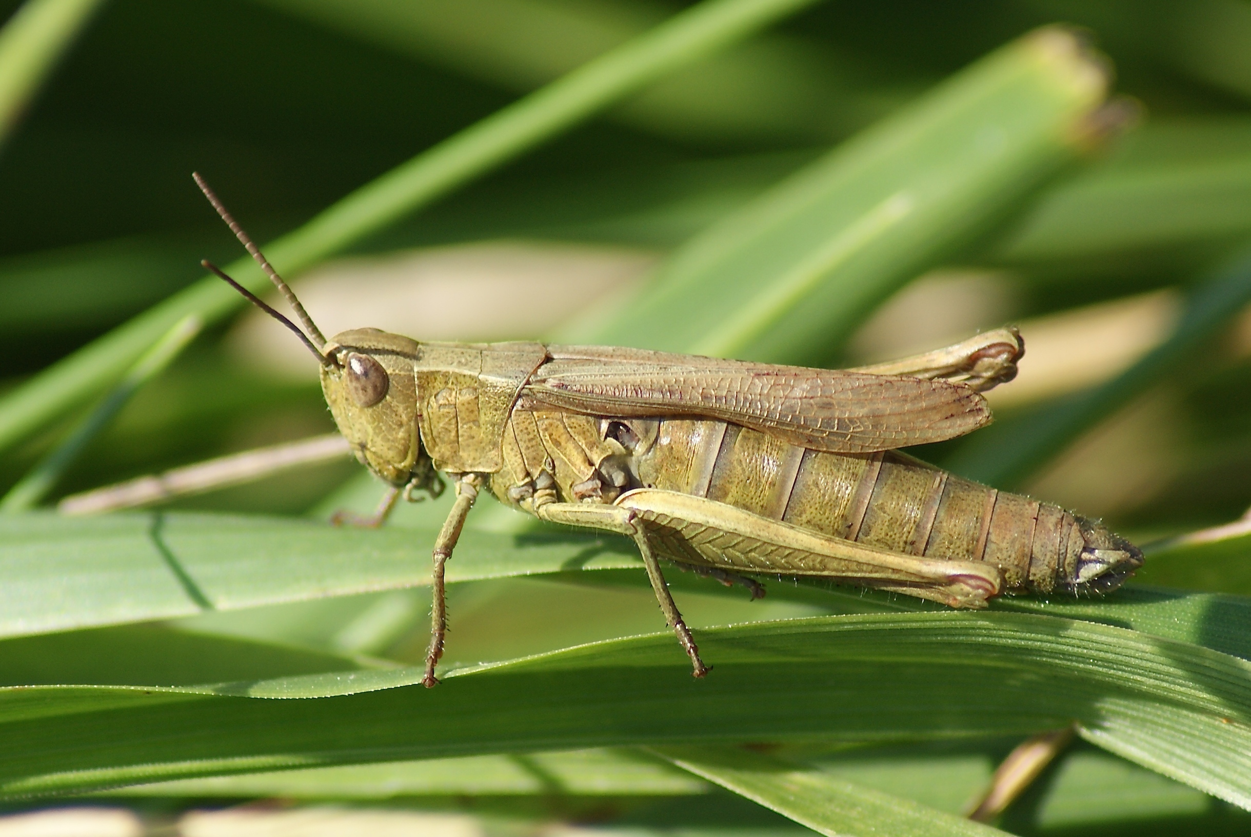 Le criquet verte-échine - Quel est cet animal