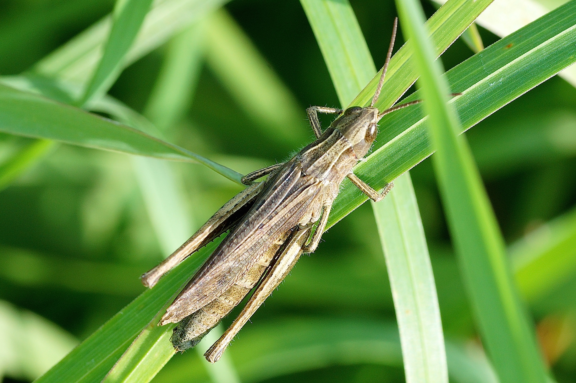 Le criquet verte-échine - Quel est cet animal