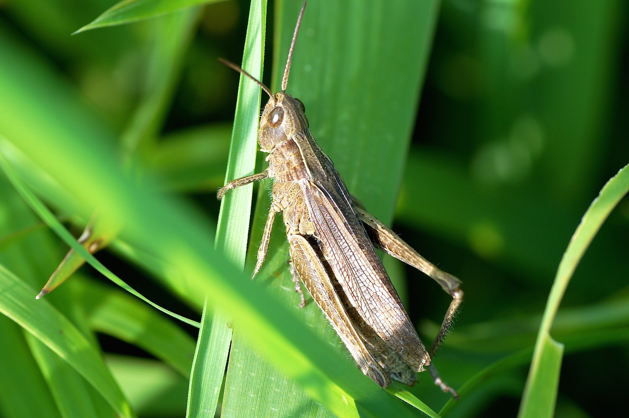 criquet vert Archives - Quel est cet animal