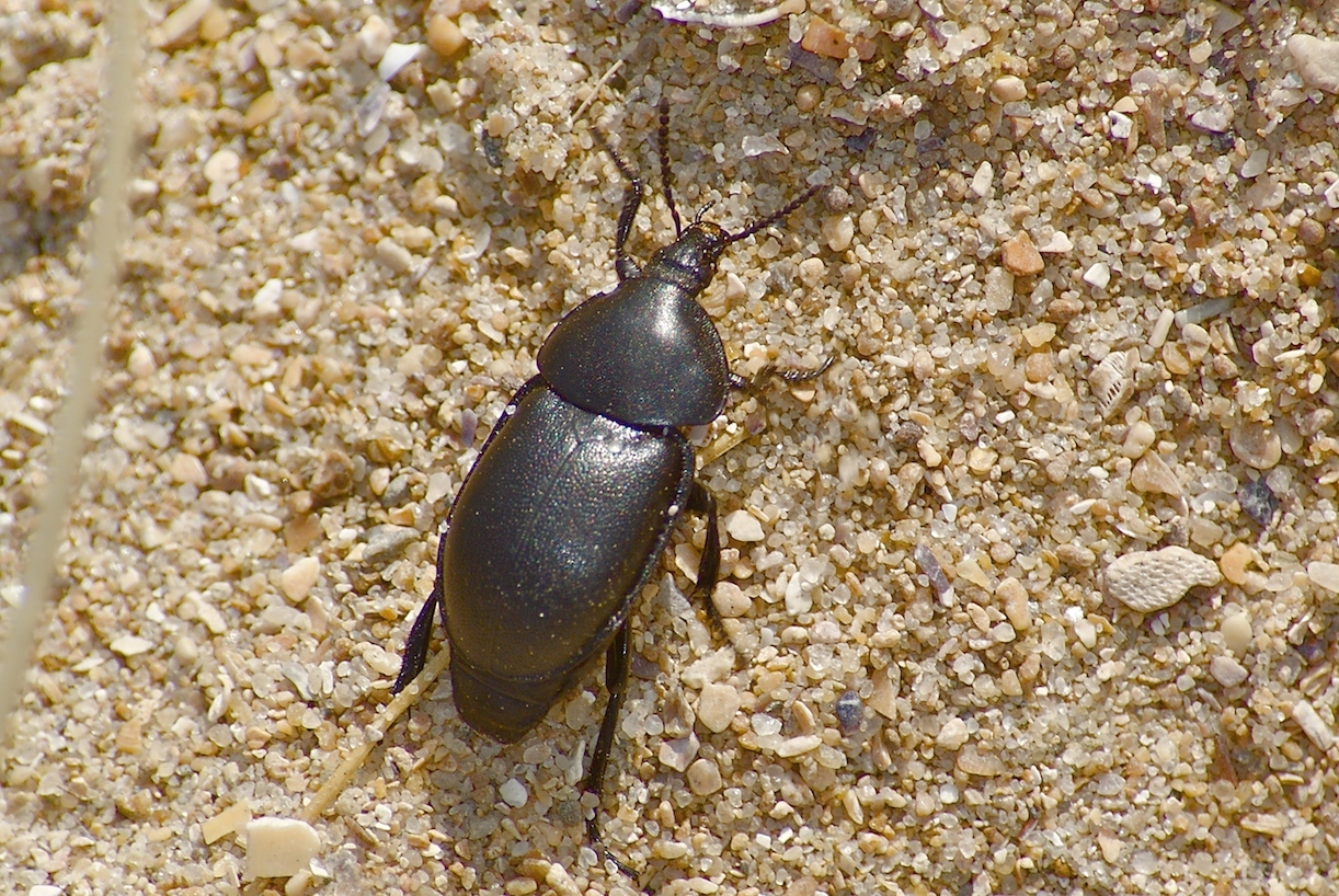 Le silphe poli - Quel est cet animal