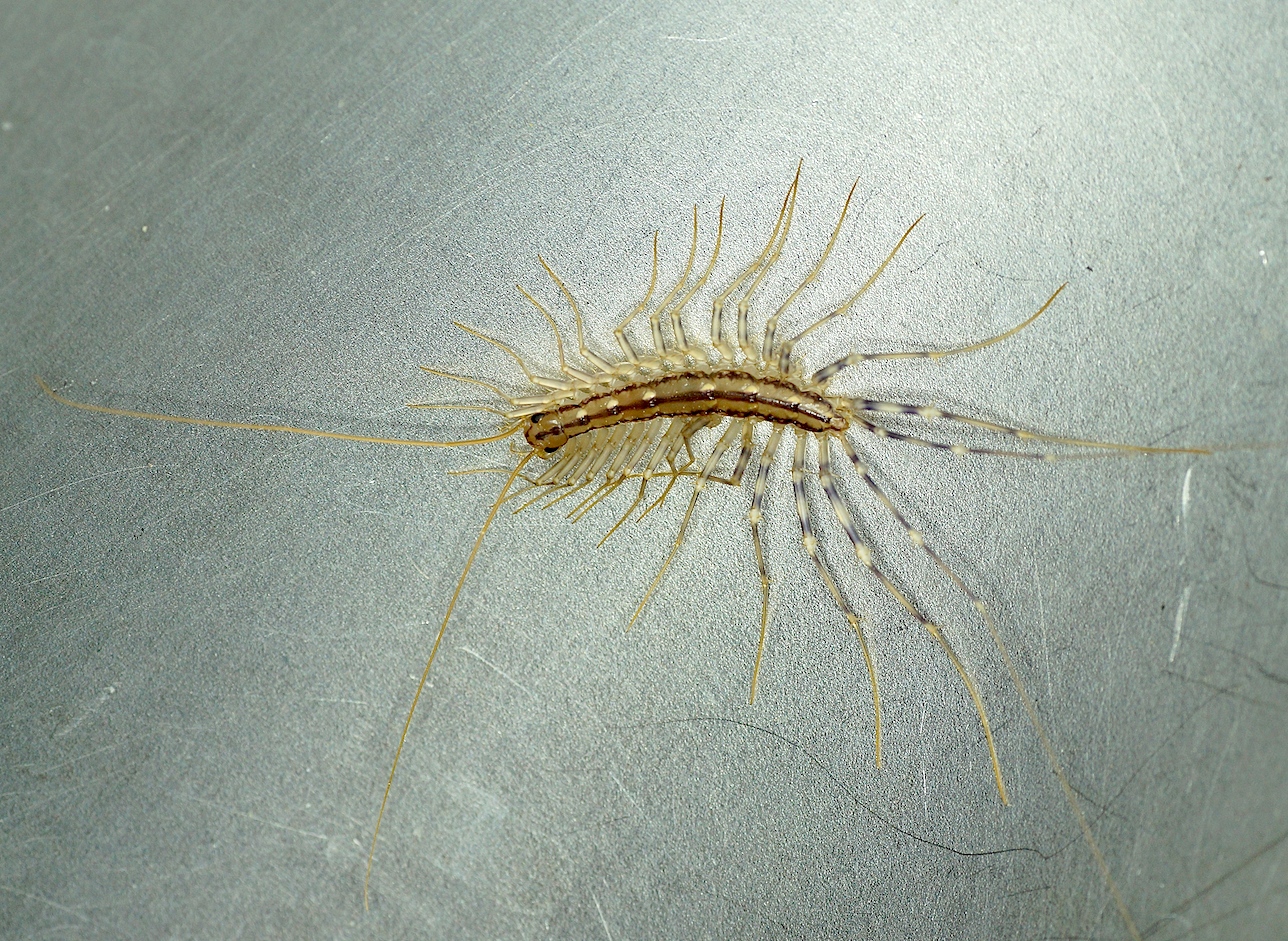 La scutigère véloce - Quel est cet animal