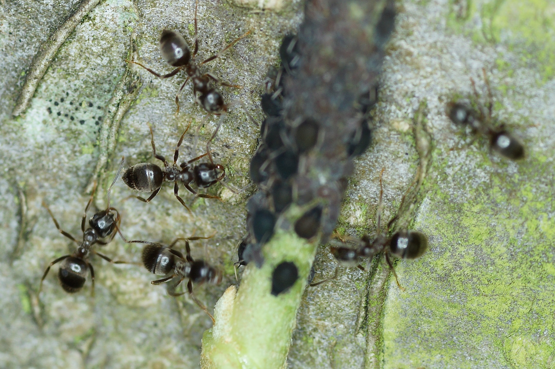 La fourmi noire des jardins - Quel est cet animal