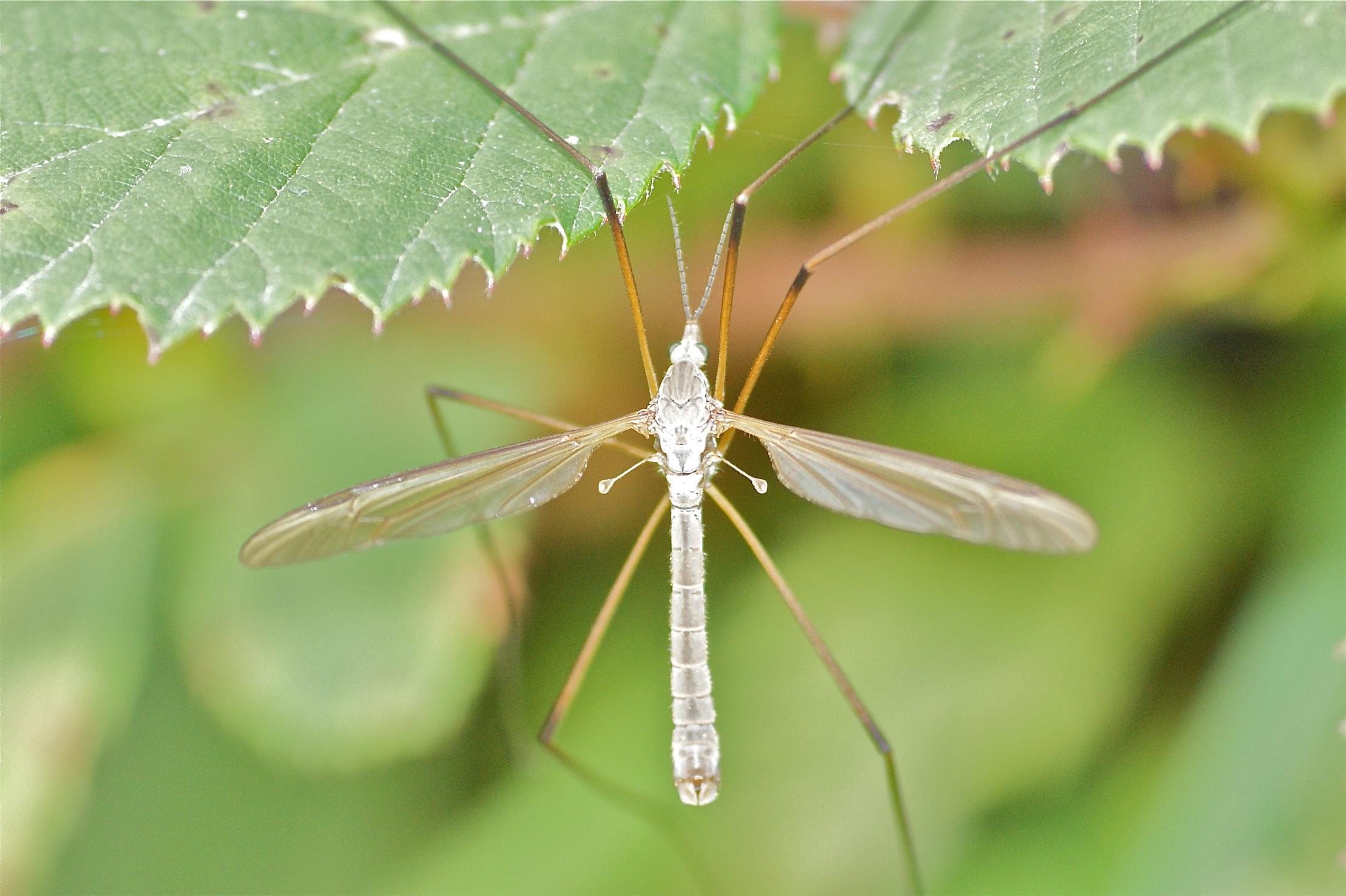 La tipule des prairies - Quel est cet animal