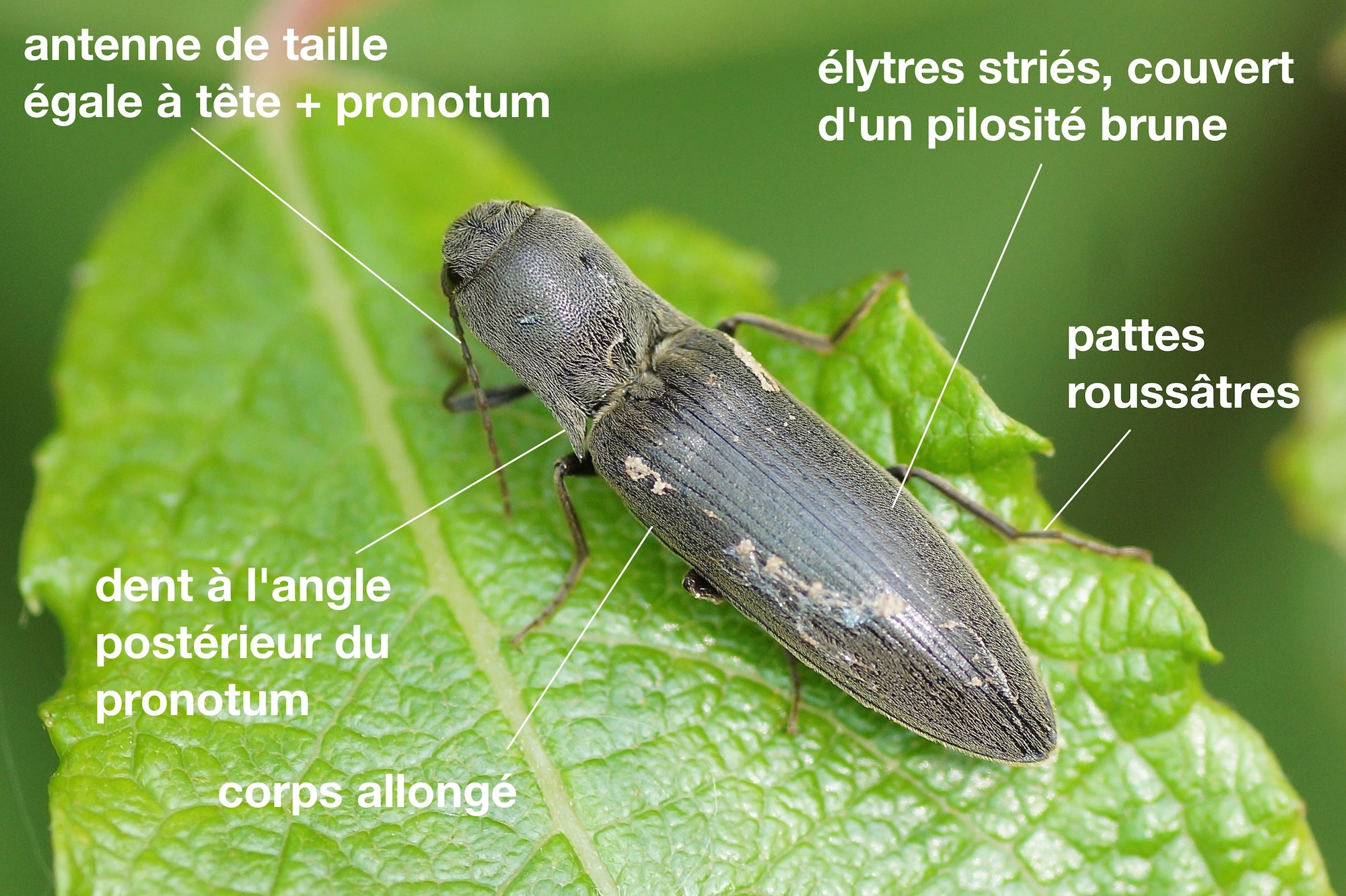 Le taupin des jardins - Quel est cet animal