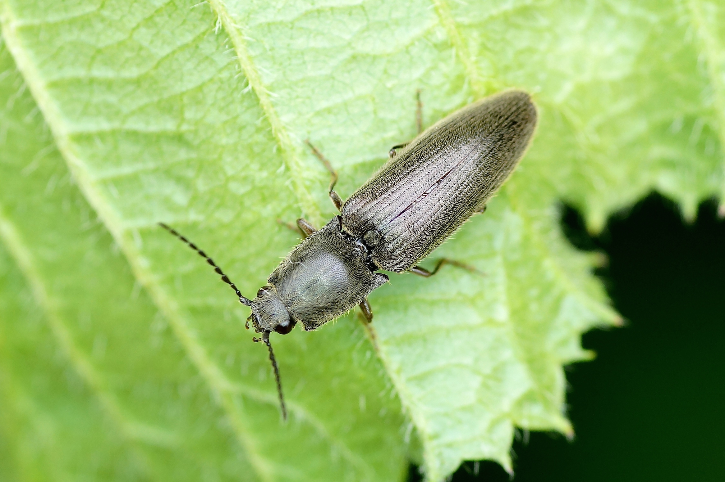 Le taupin des jardins - Quel est cet animal
