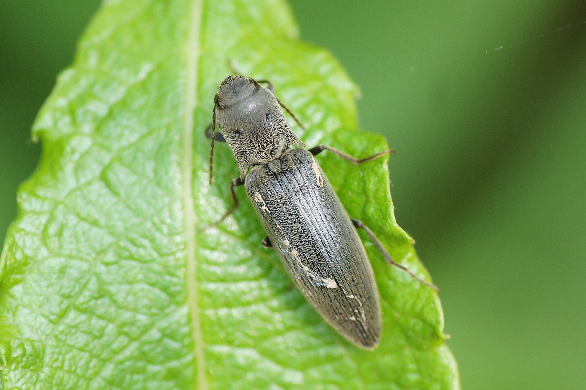 Le taupin des jardins - Quel est cet animal