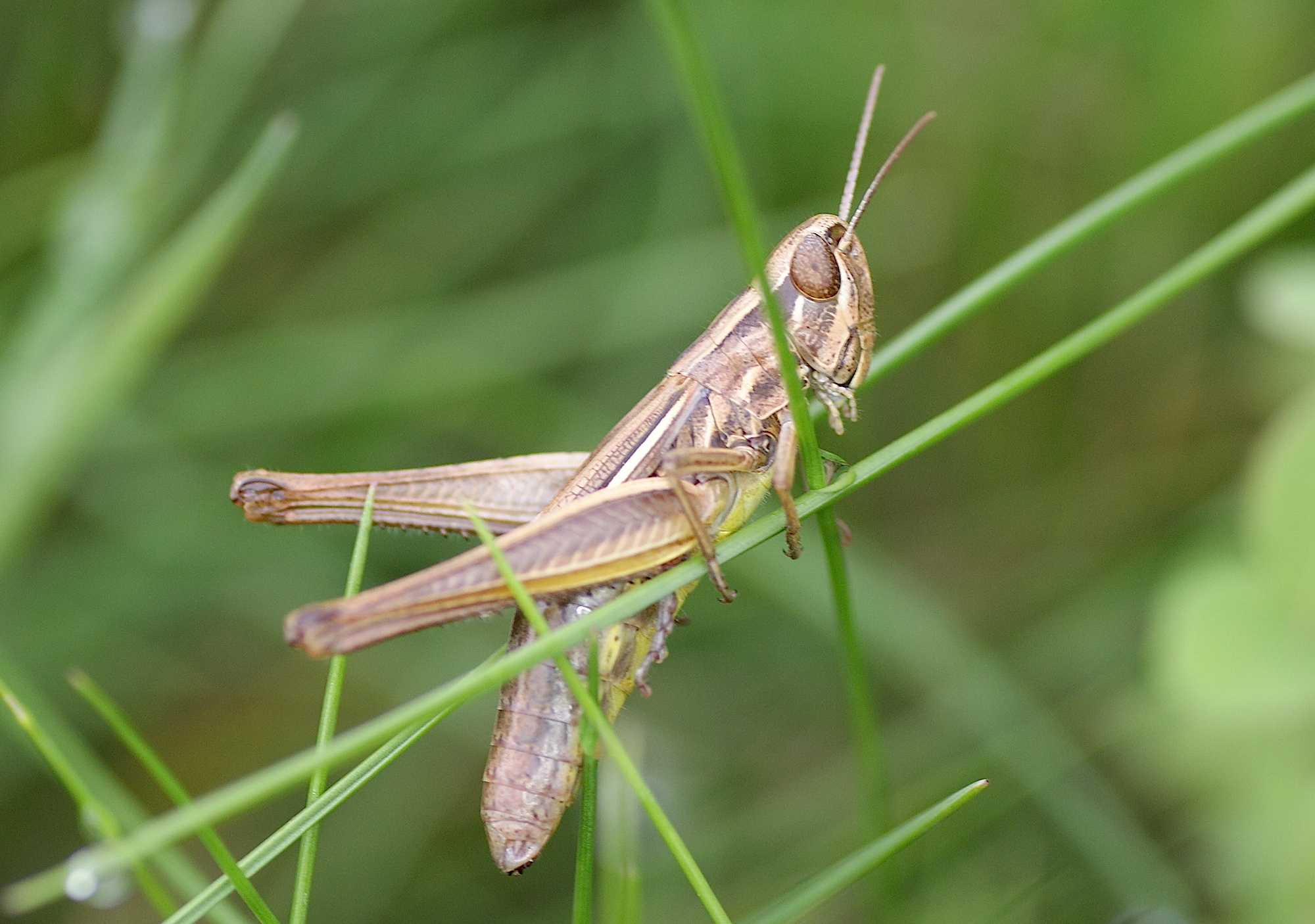 Le criquet des bromes - Quel est cet animal