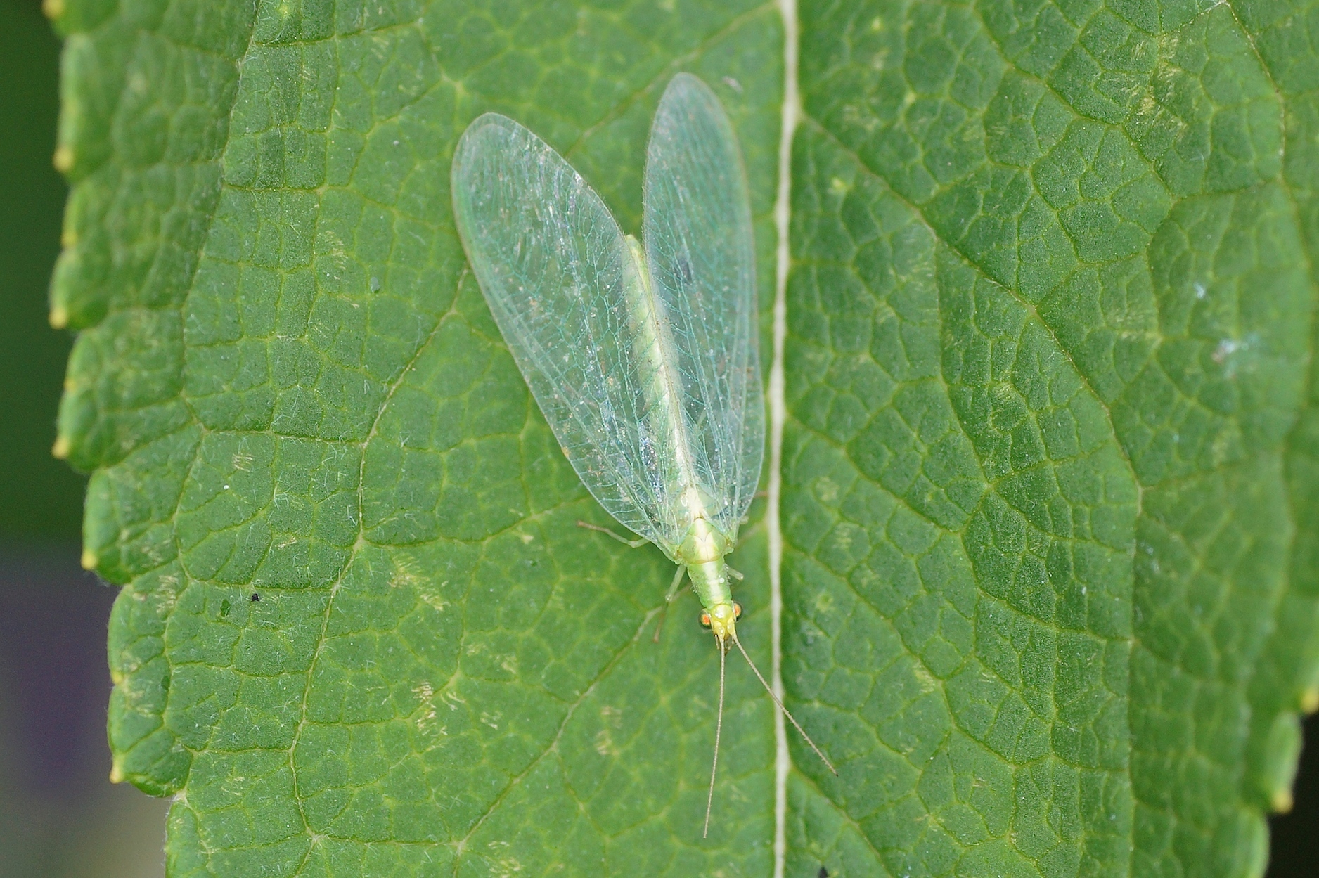 La chrysope verte - Quel est cet animal