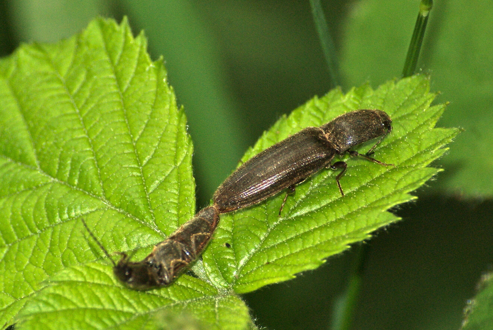 Le taupin des jardins - Quel est cet animal