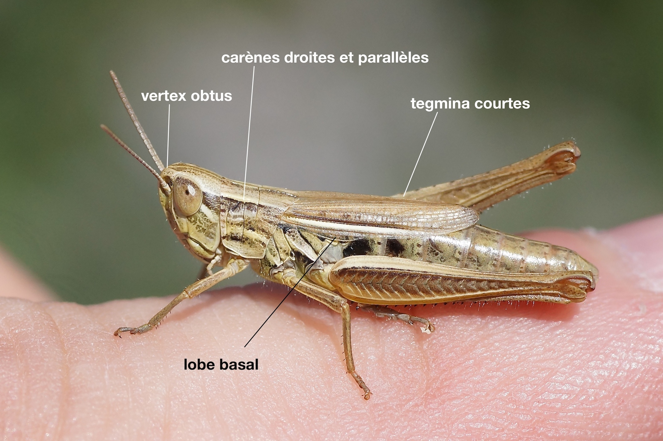 Le criquet des bromes - Quel est cet animal