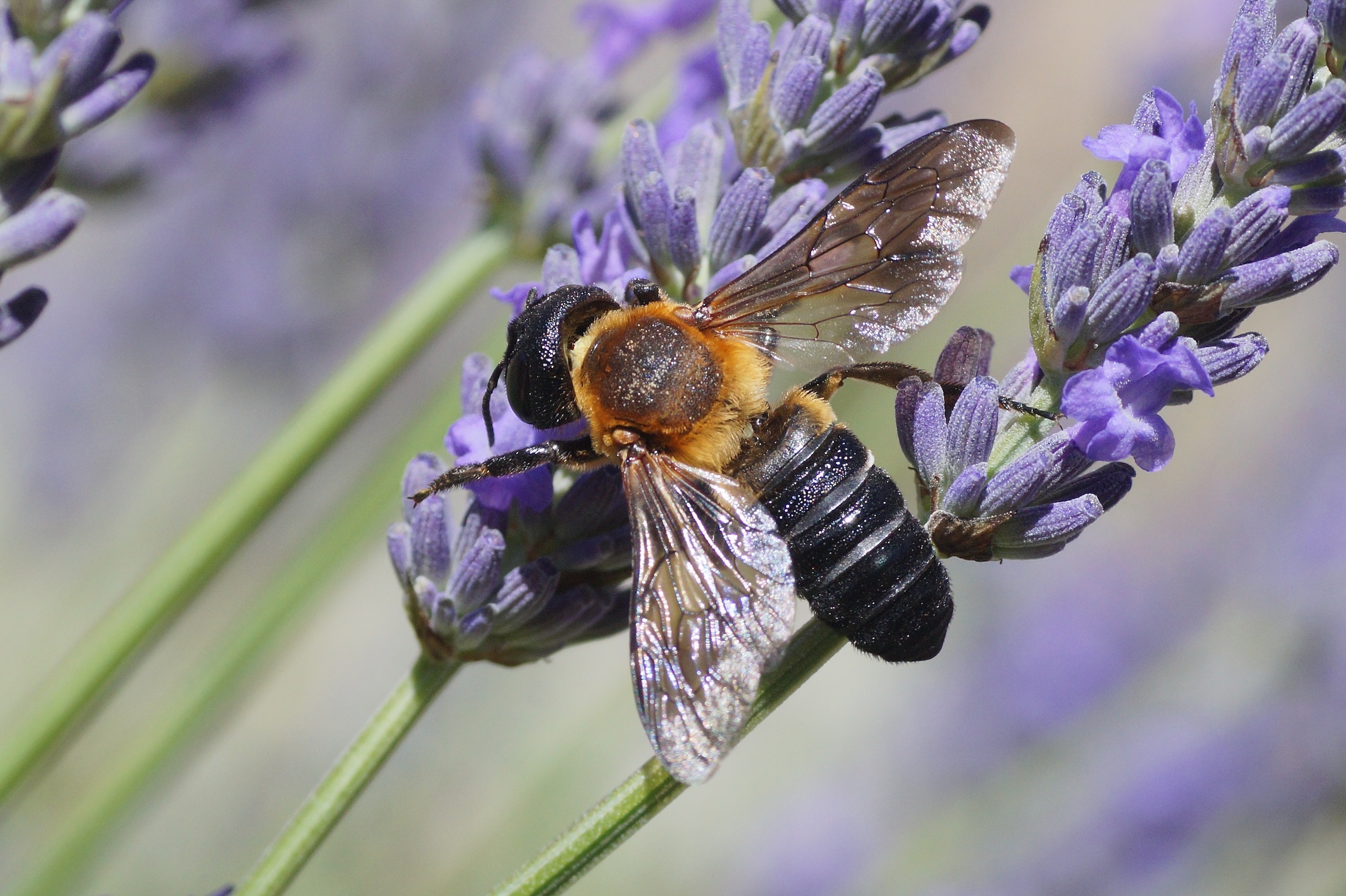 Megachile sculpturalis - Quel est cet animal