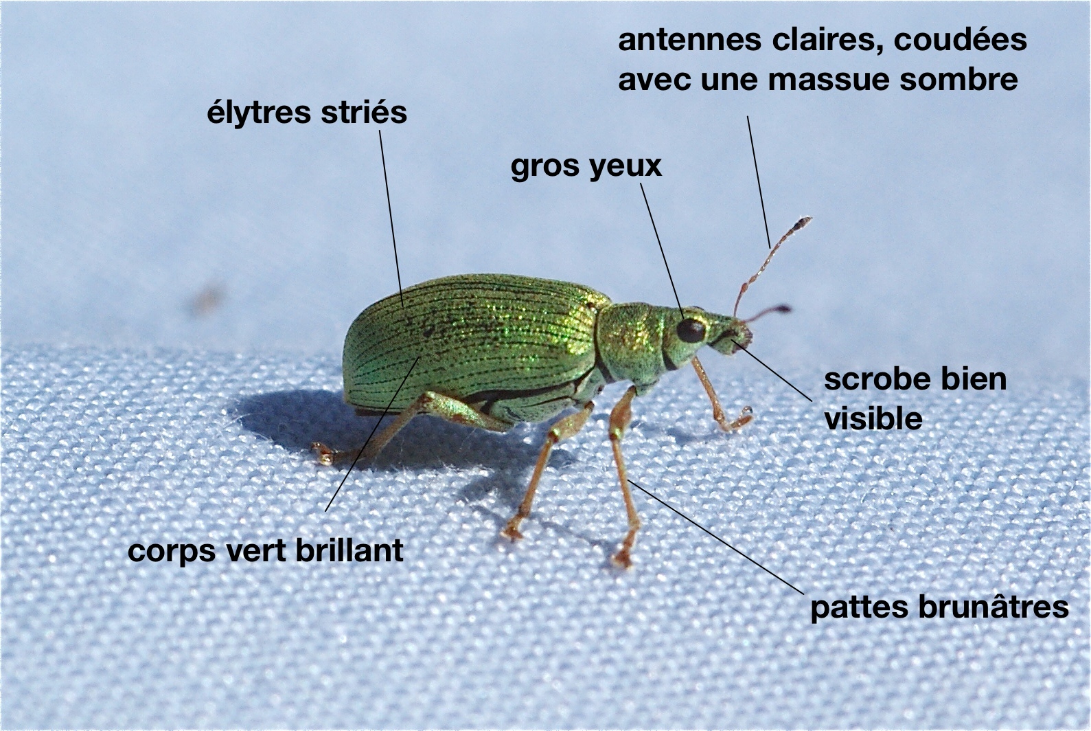 Le charançon des feuilles