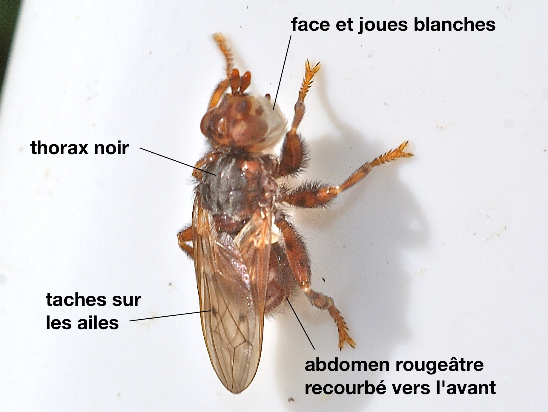 Le myope testacé - Quel est cet animal