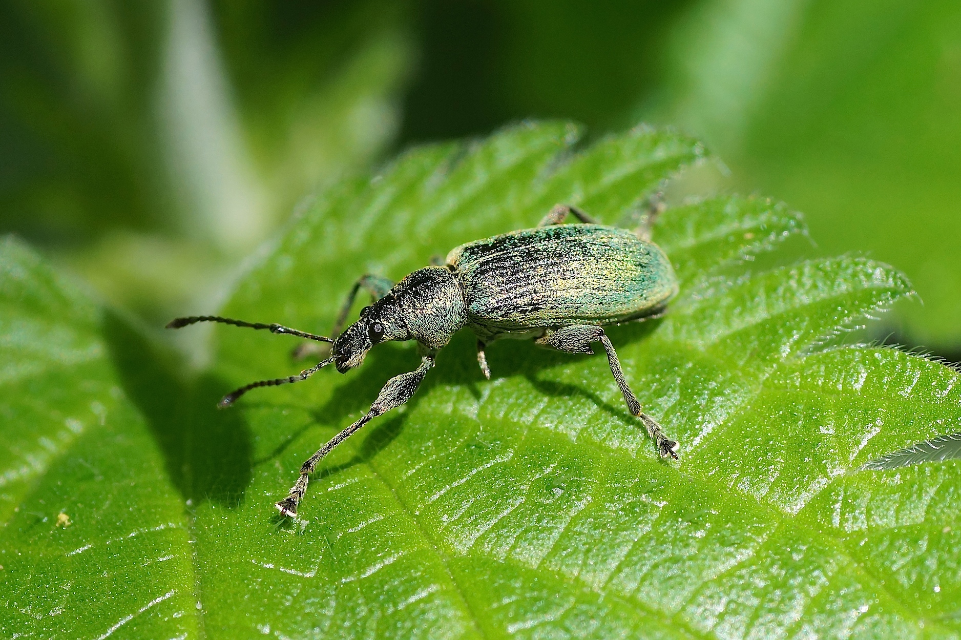 Le charançon de l'ortie - Quel est cet animal