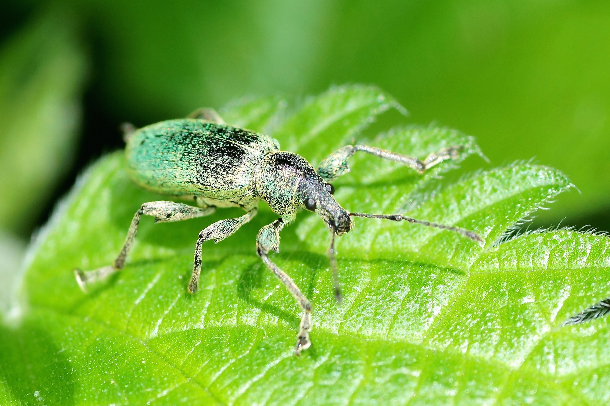 Le charançon de l'ortie - Quel est cet animal