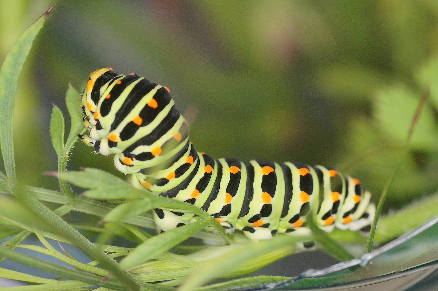 Le machaon - Quel est cet animal