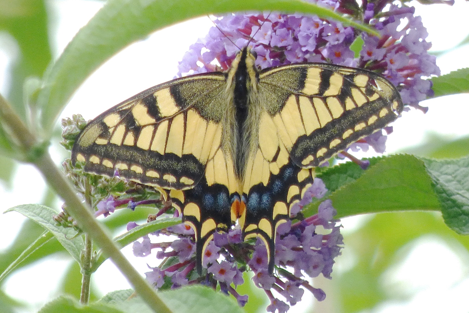 Le machaon - Quel est cet animal