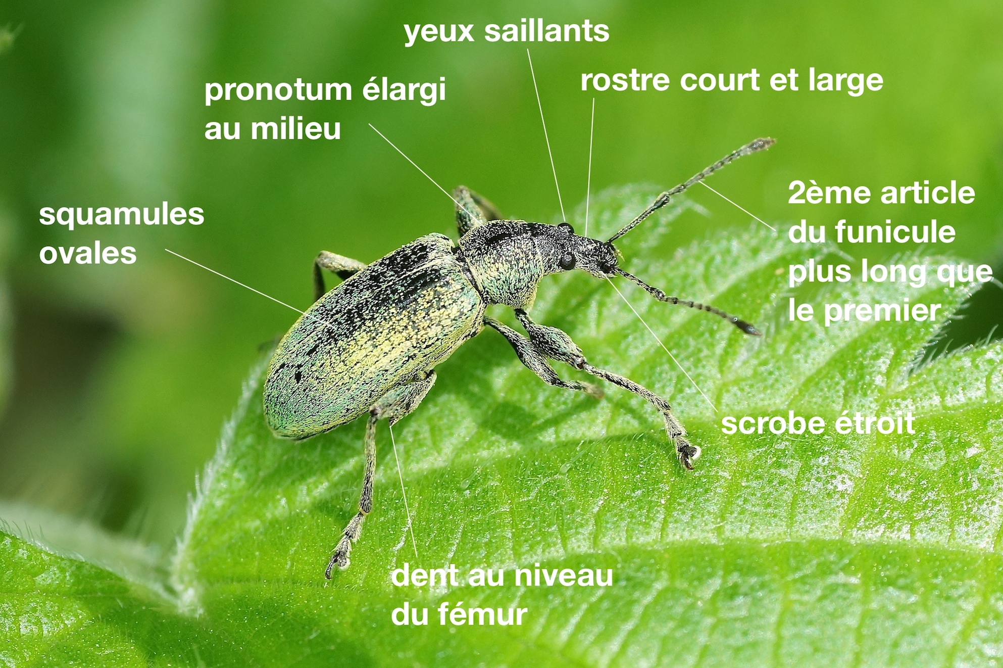 Le charançon de l'ortie - Quel est cet animal