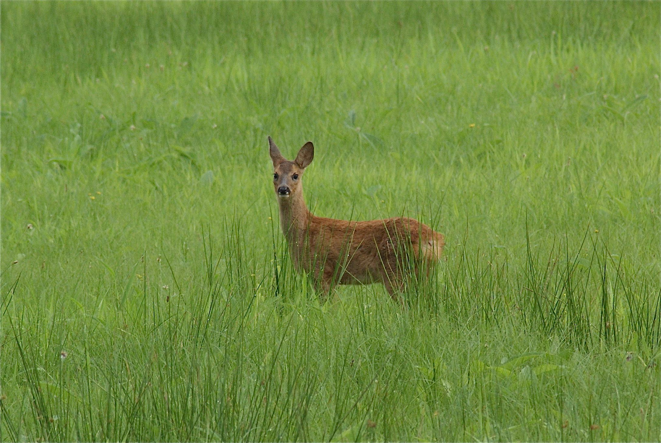 Le chevreuil - Quel est cet animal