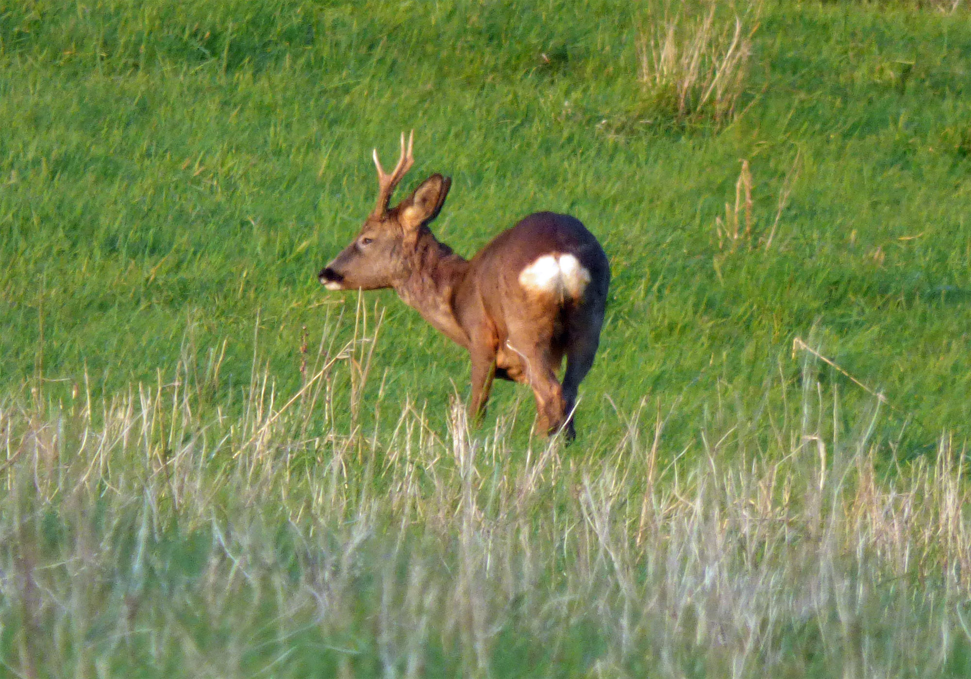 Le chevreuil - Quel est cet animal