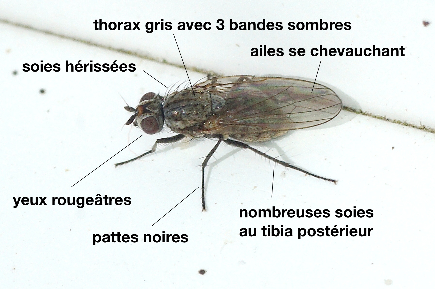 La mouche des semis - Quel est cet animal