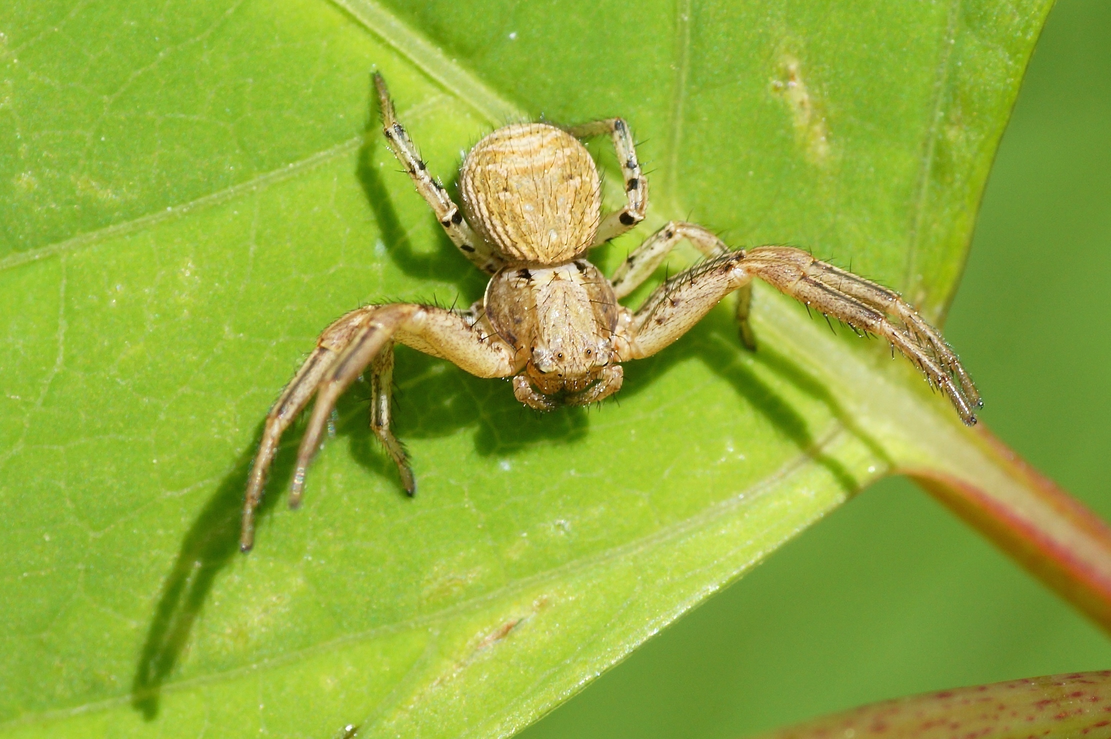 Le xystique crêté - Quel est cet animal