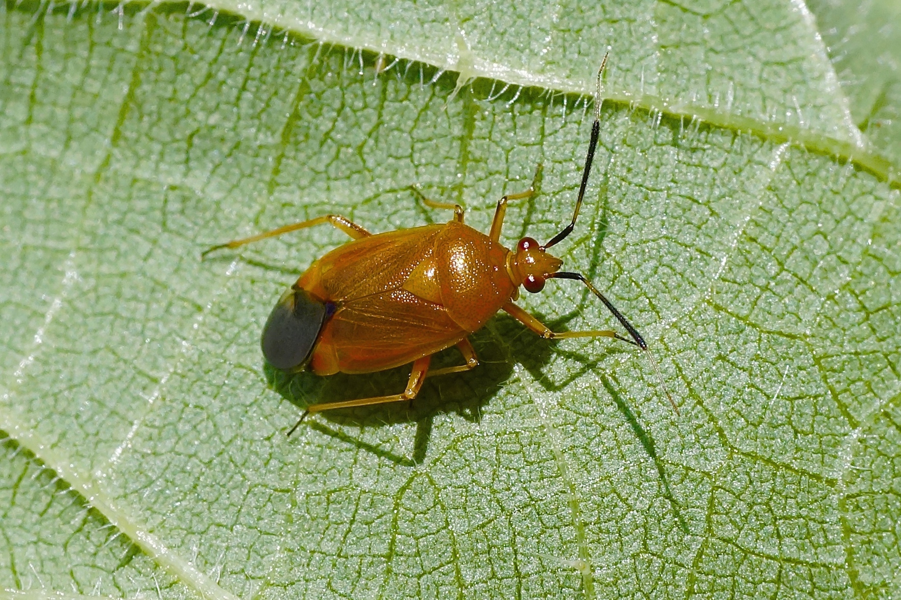 La miride rouge - Quel est cet animal