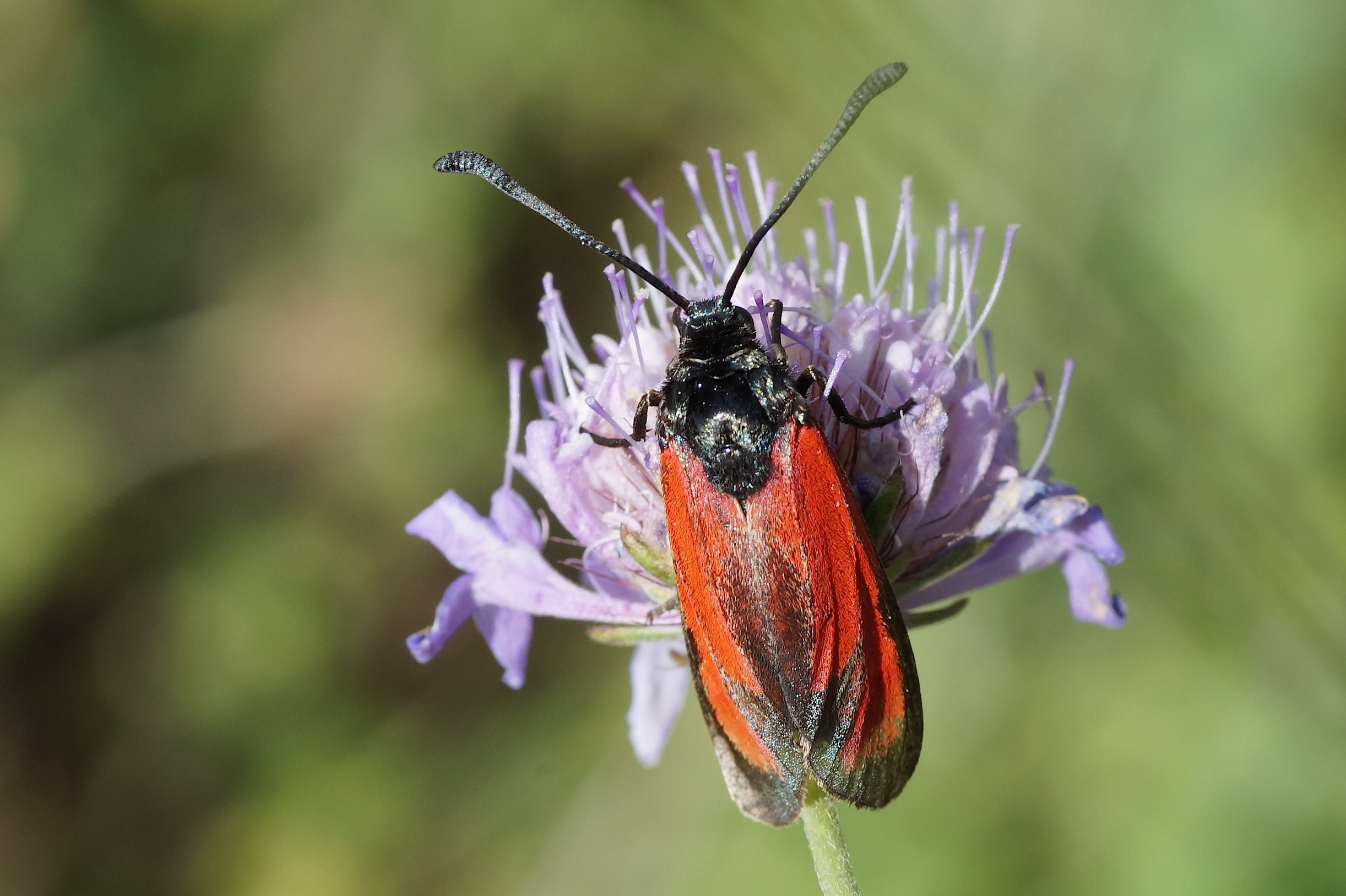 La zygène des garrigues - Quel est cet animal