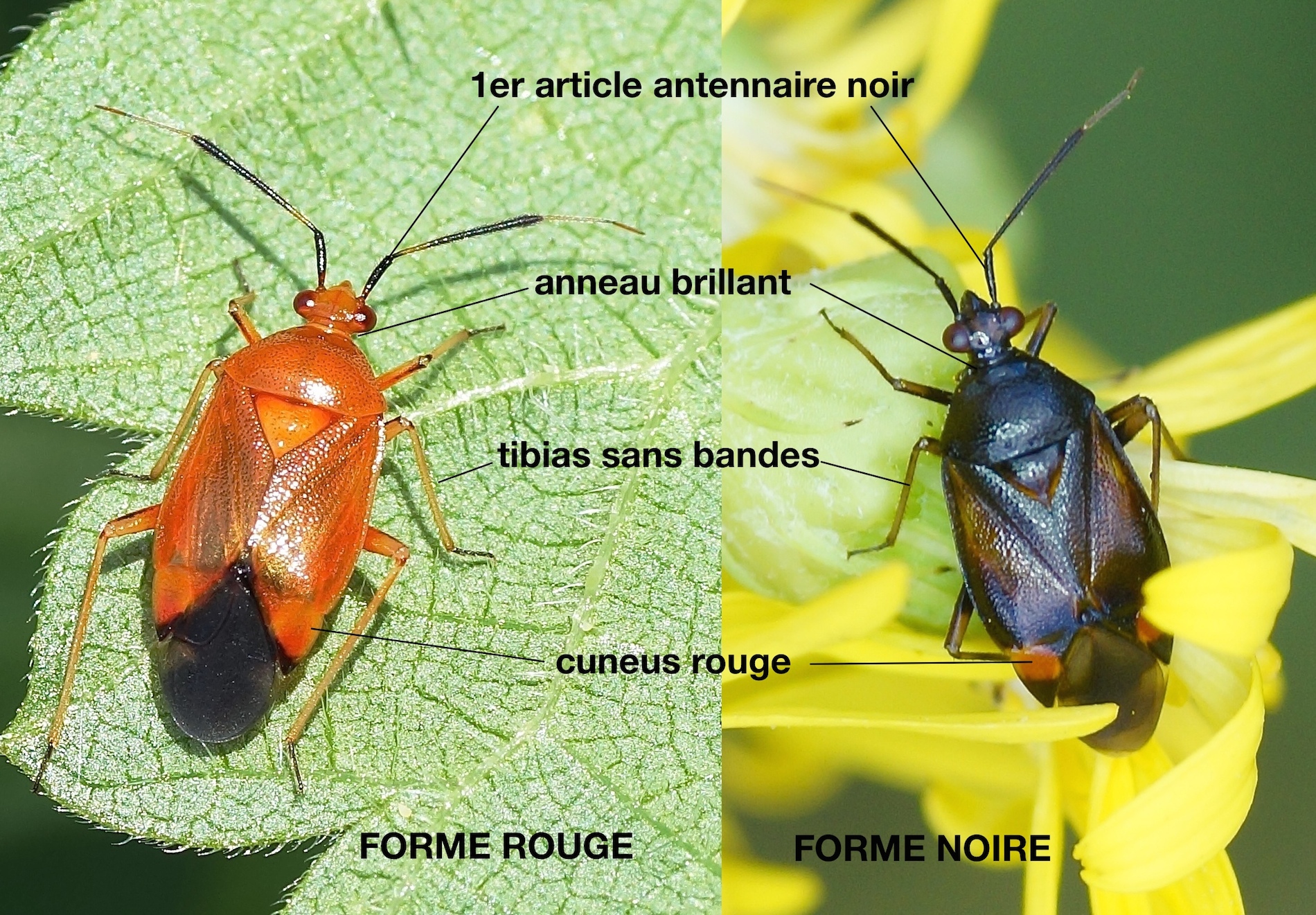 La miride rouge - Quel est cet animal