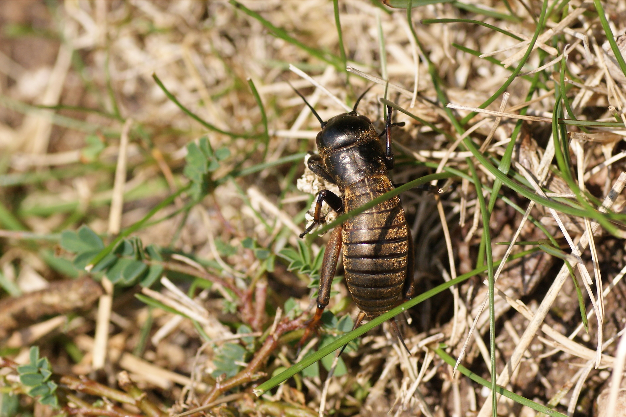 Le grillon champêtre