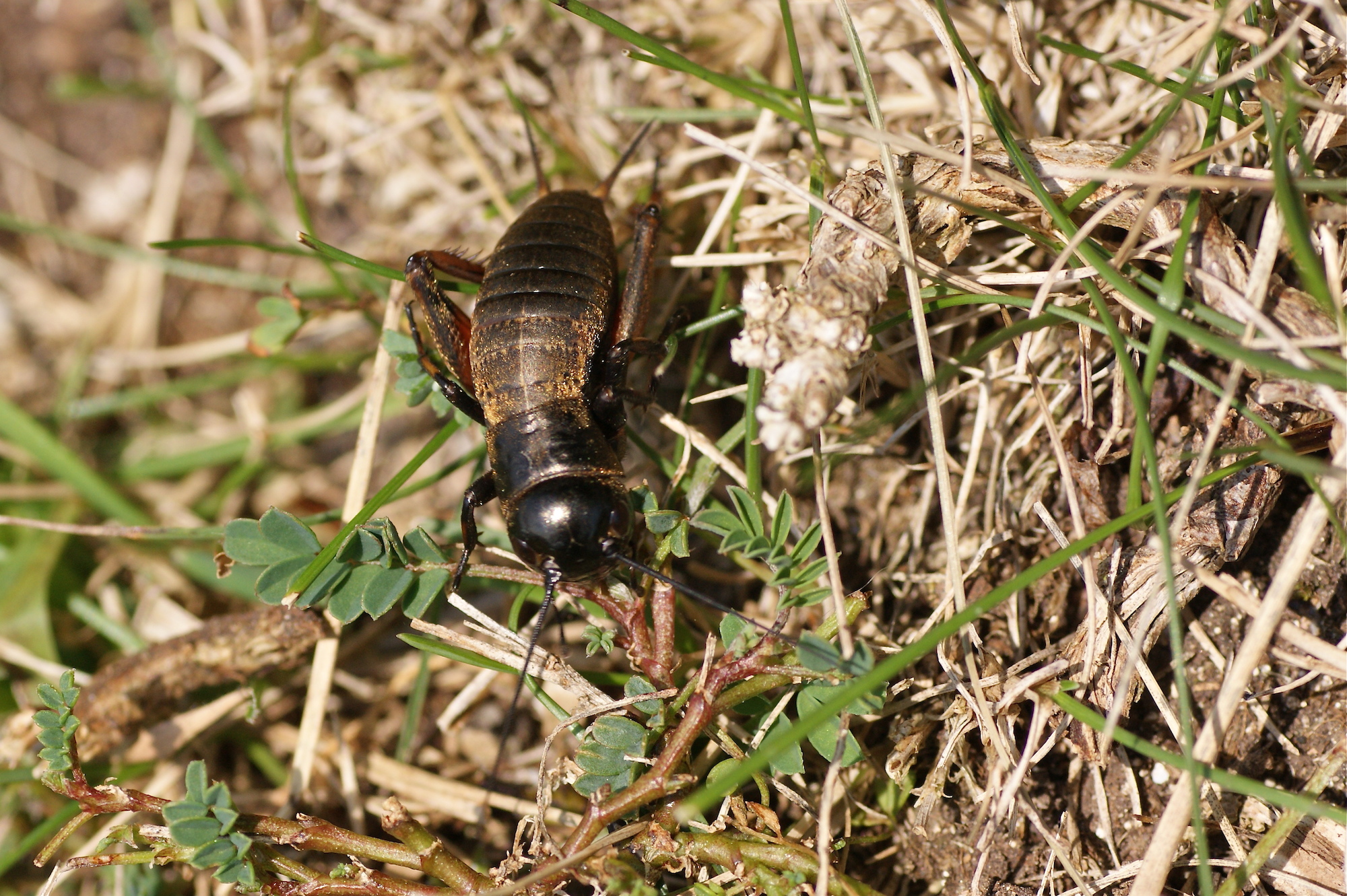 Le grillon champêtre
