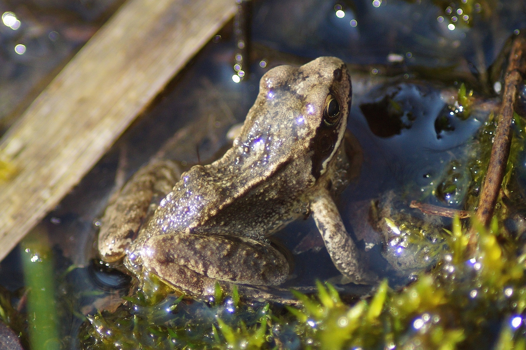 La grenouille rousse - Quel est cet animal