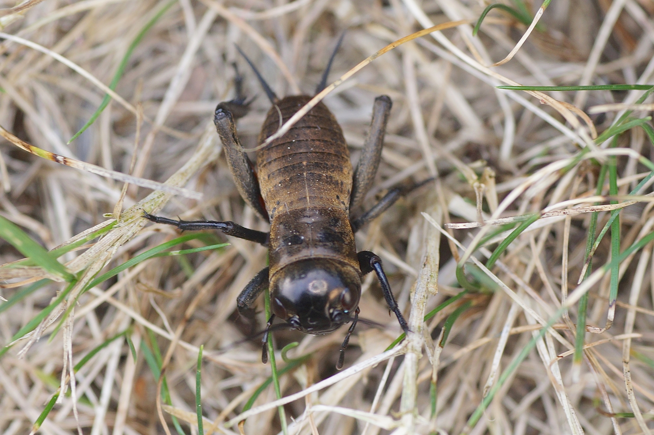 Le grillon champêtre